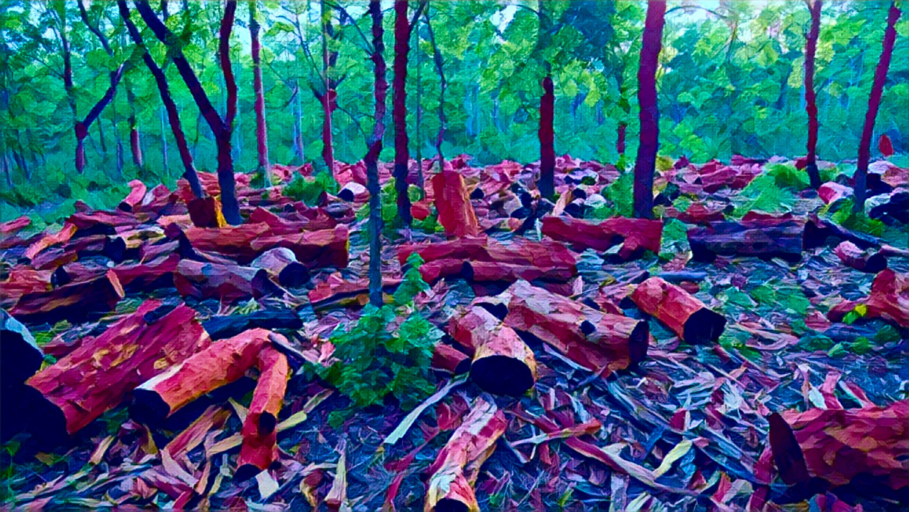 Nigeria’s deforestation crisis demands urgent solutions