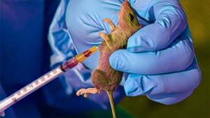 Lassa Fever Outbreak Hits Plateau